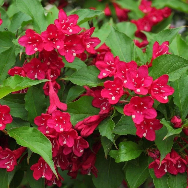Red Weigela Plant 4' Pot Deciduous Shrub Red Flowers Weigela florida 6 ...