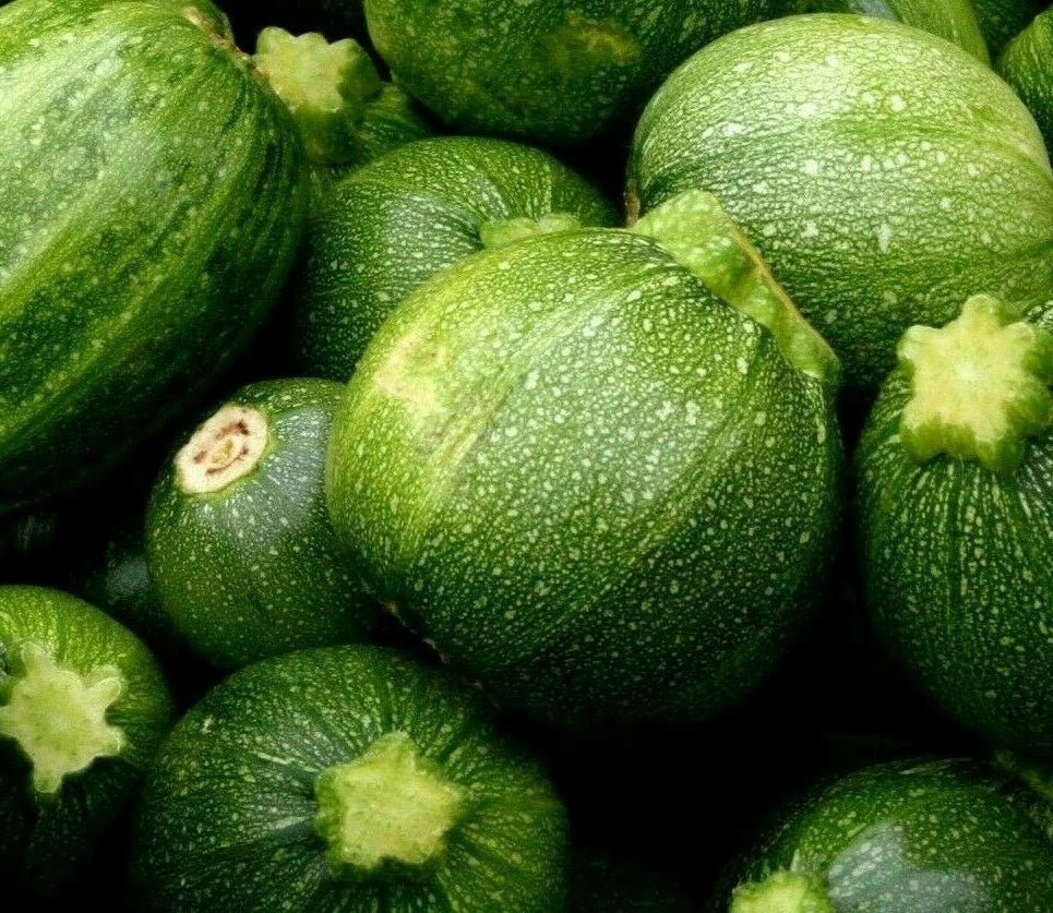 Round Zucchini Seeds 15+ Pack | Culinary Squash | Vegetable Garden | C ...