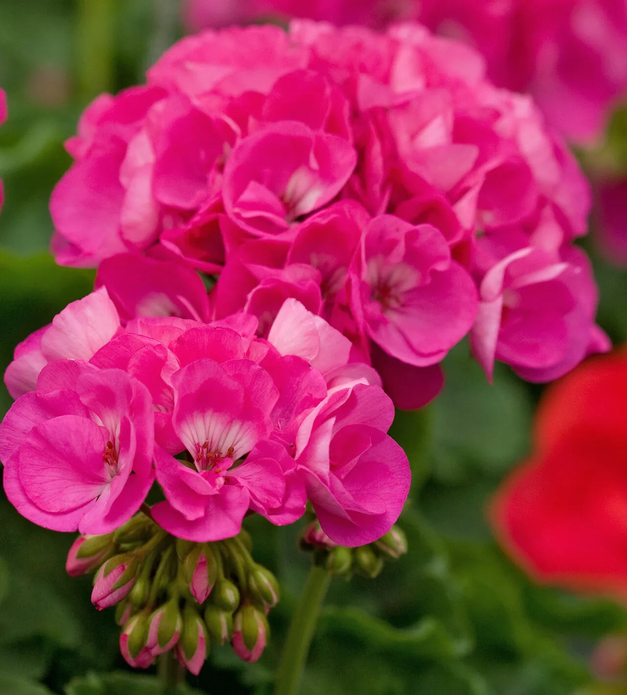 Geranium Cuttings 5" Bloom Double Bright Pink Pelargonium Four Fresh R ...