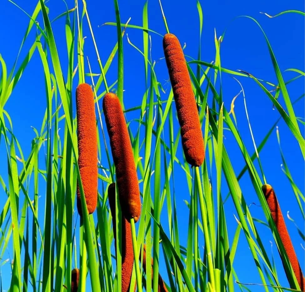 Cattail Seeds for Planting - 5,000+ Seeds - Aquatic Plant for Wetlands ...