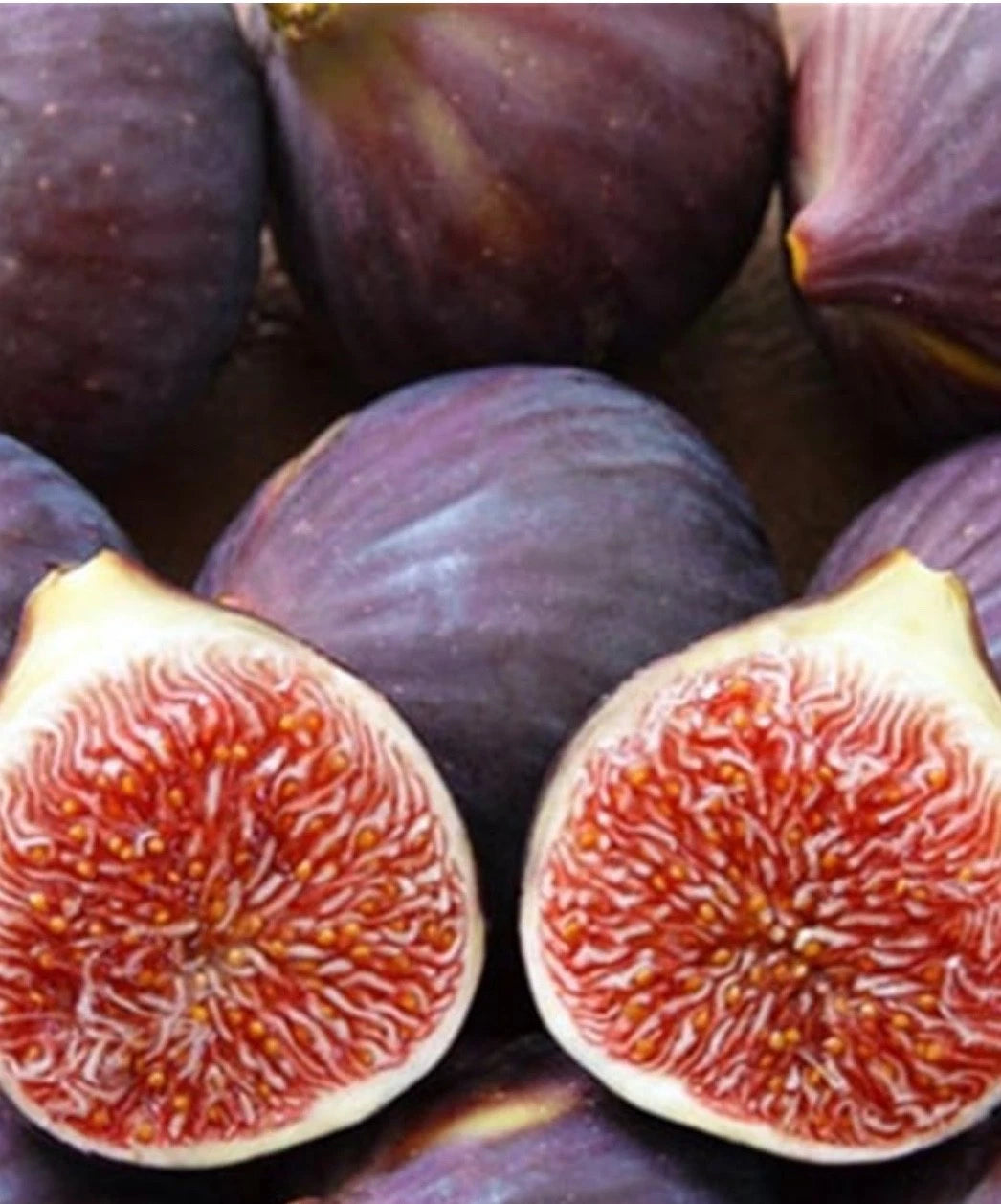 Turkish Fig Tree Cuttings - Bursa Siyahi Variety - Vigorous Grower ...