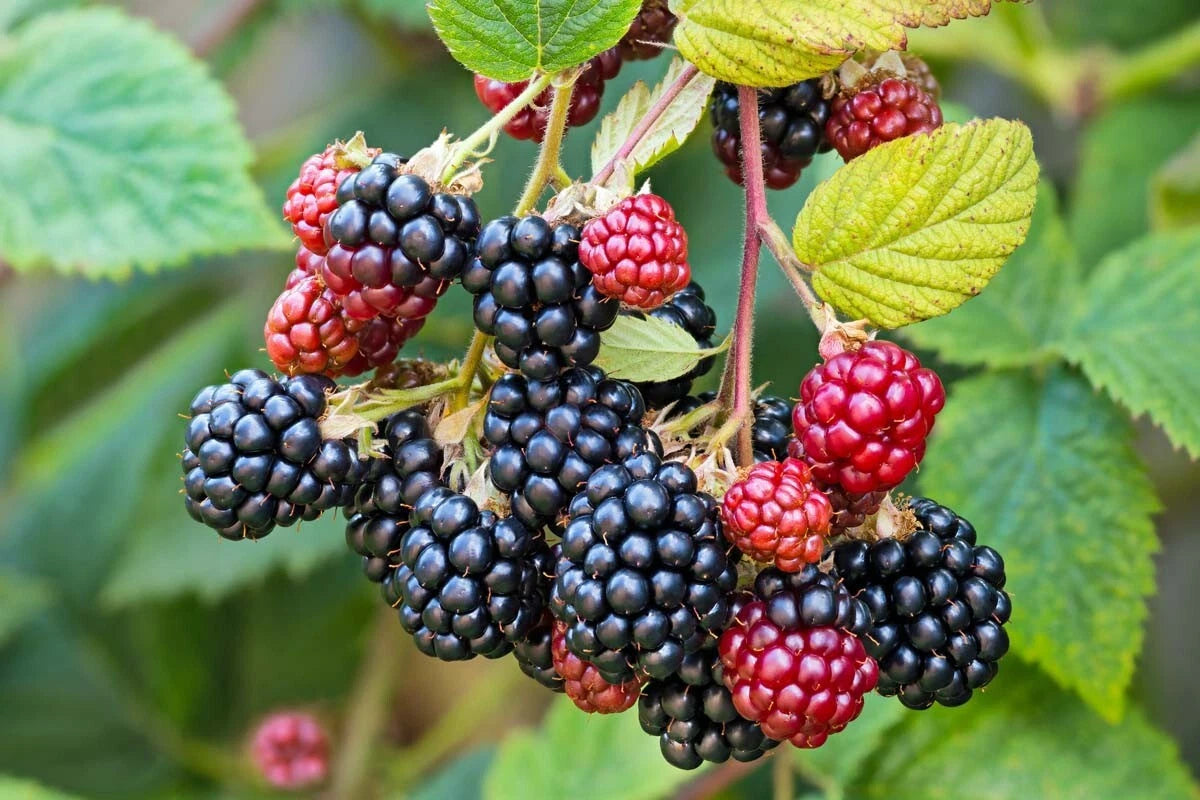 Southern Wild Blackberry Bush Starter Plants - 3 Bare Root Live Plants ...