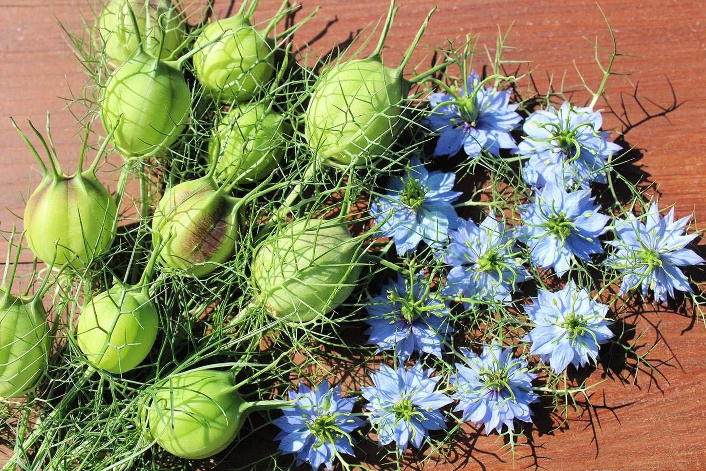 Love in a Mist Flower Seeds 1,000 Seeds Nigella damascena Blue and Whi ...