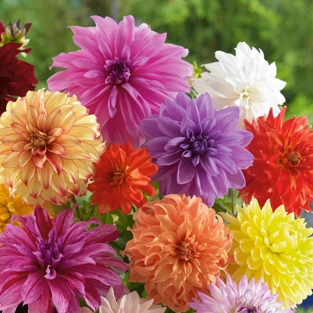 Dahlia Flower Bulb Mix - Huge Exotic Blooms - Assorted Colors - Dahlia ...