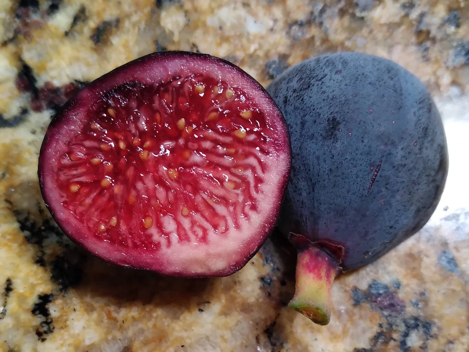 Guajome Fig Tree Cuttings - 2 Purple Fig Cuttings - Tasty Figs - Easy ...