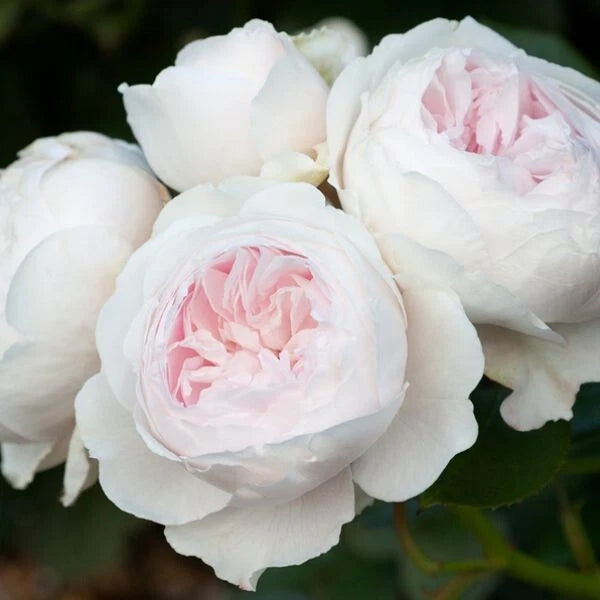 Earth Angel Rose Plant Cuttings - 4 Live Flower Shrub Bush Cuttings ...