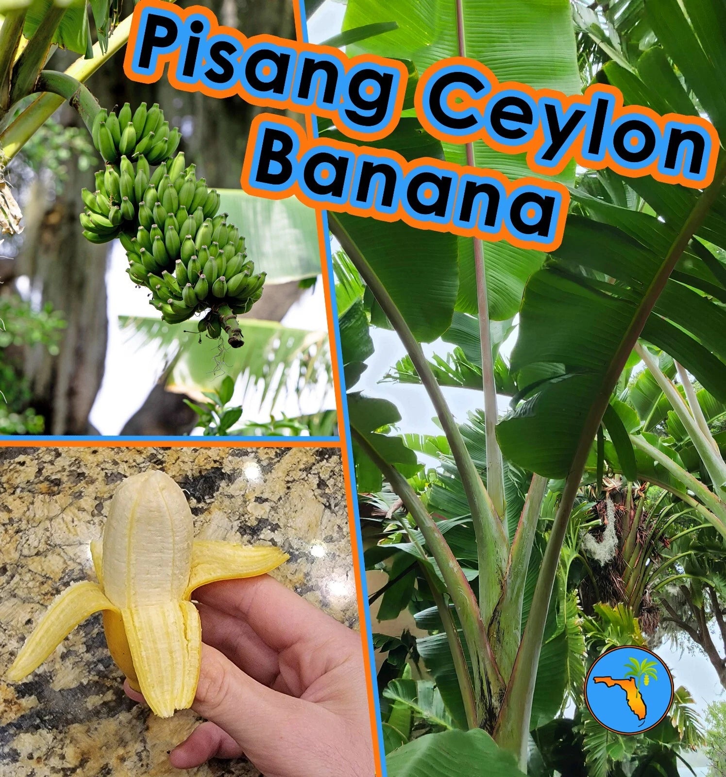 Pisang Ceylon Banana Plant - Improved Mysore Variety - Berry Flavored ...