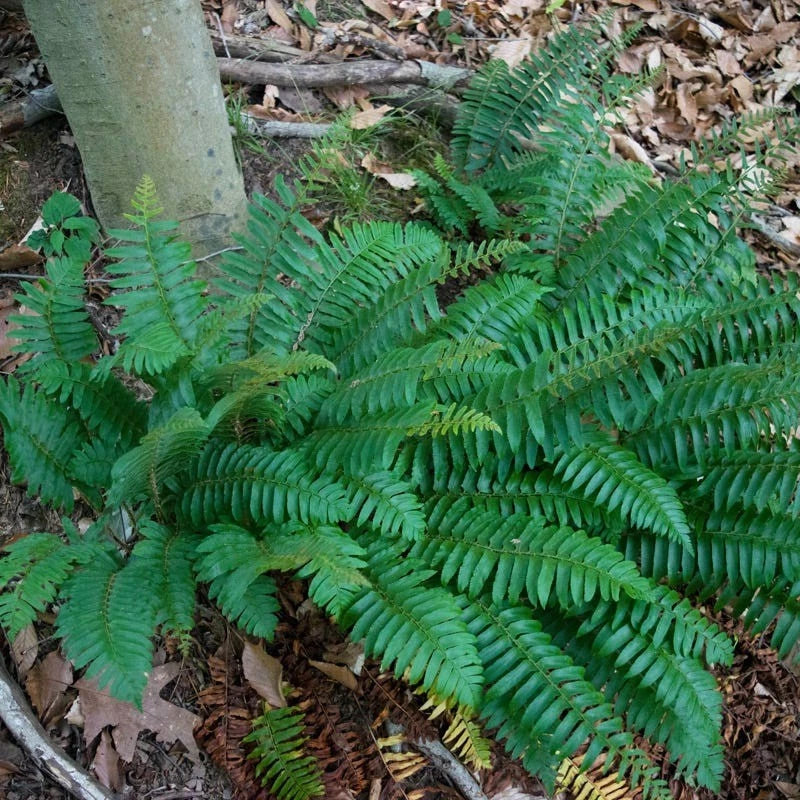 Christmas Fern Roots - 5 Bare Root Plants - Polystichum Acrostichoides ...