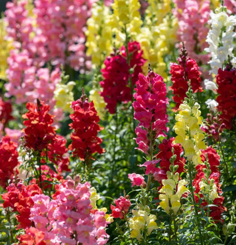 Snapdragon Seeds Pack - Mixed Colors for Cut Flowers - Non-GMO - 6000 ...