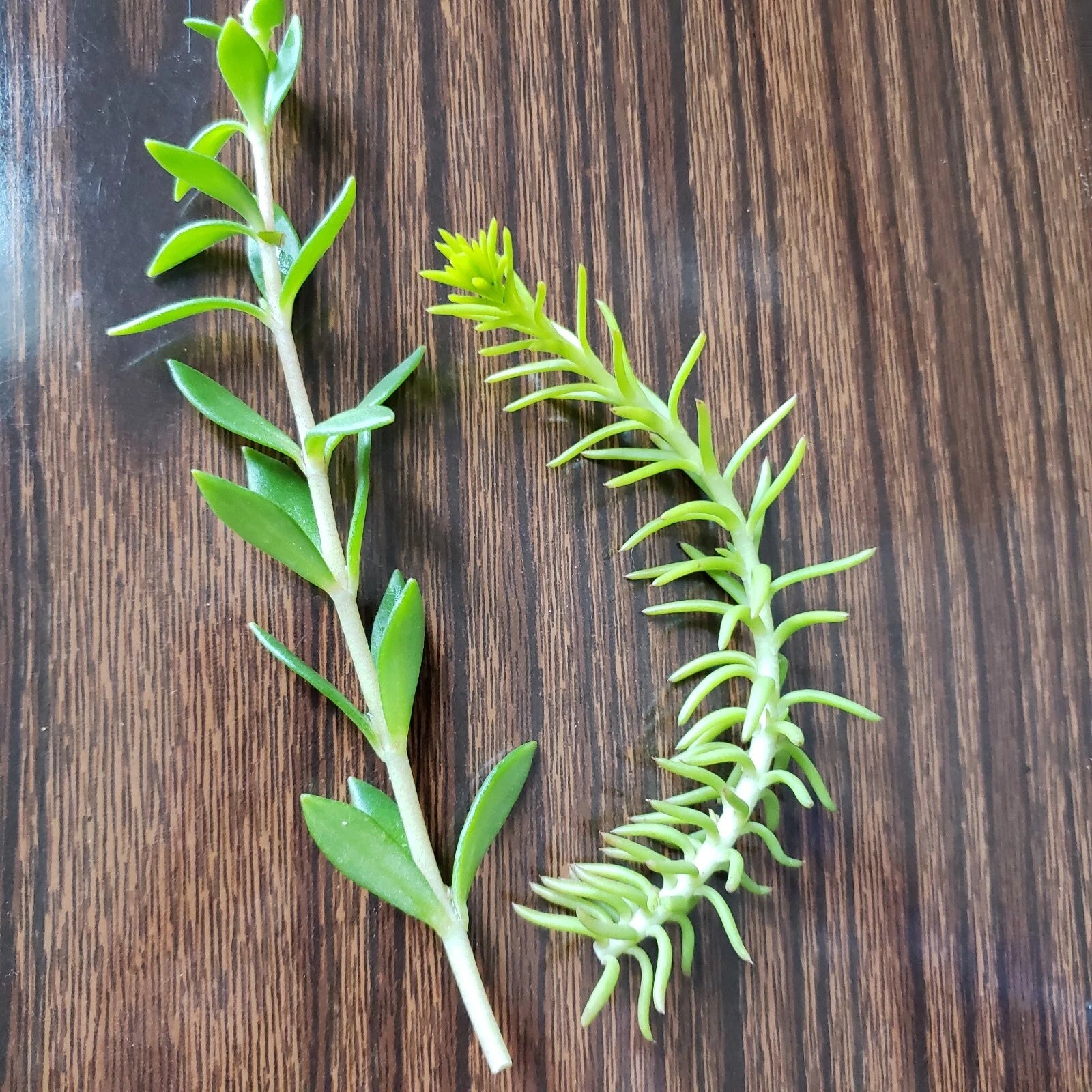 50 Sedum Cuttings - 2 Varieties: Rupestre Angelina & Sarmentosum ...
