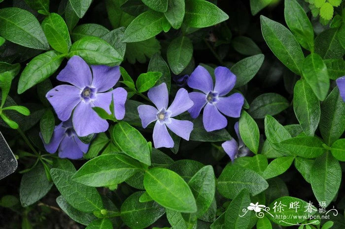 Periwinkle Vinca Minor 100 Pack - Evergreen Ground Cover with Spring ...