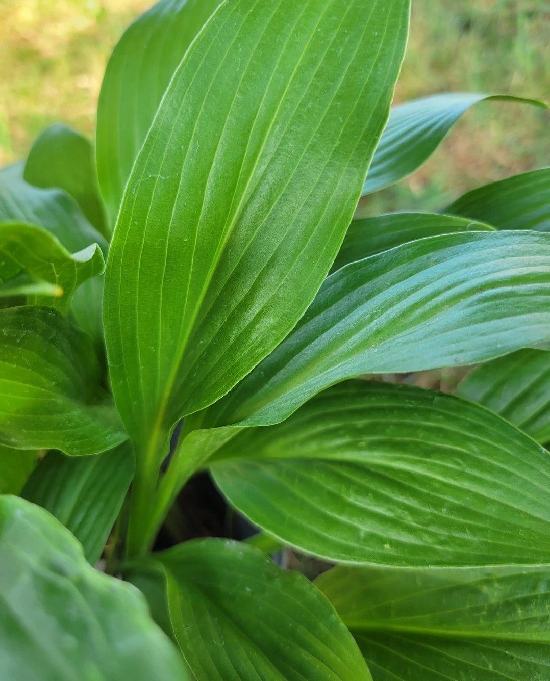 Hosta Lancifolia Live Bare Root Perennial Plant 2.5" Shade Loving Zone ...