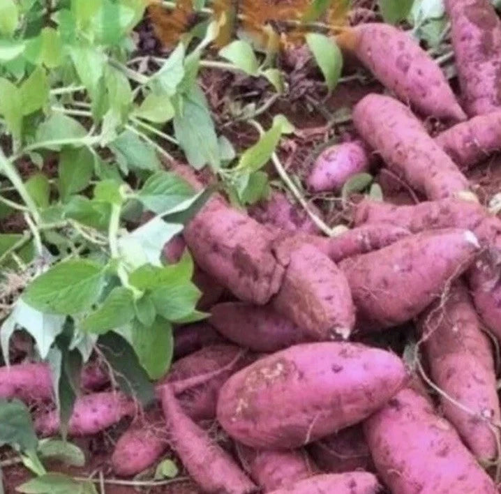 Cuban Sweet Potato Slips - 15 Cuttings - Ipomoea batatas - Organic ...