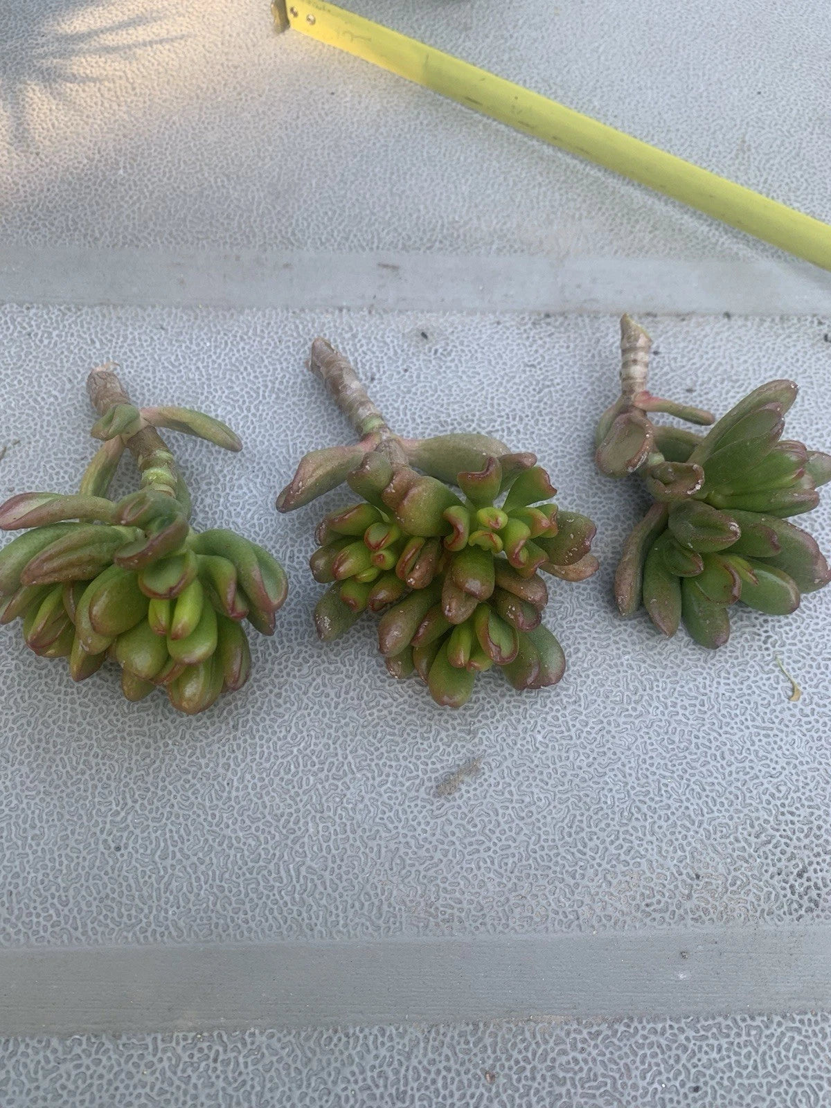 Crassula Ovata Gollum Compact Cuttings, 3 Live Cuttings, Ogres Ear ...