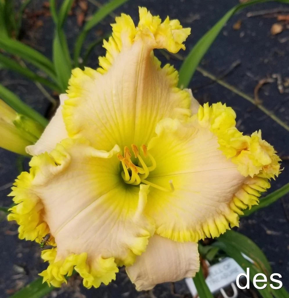 Daylily Live Plant - Full of Treasure - Reblooms & Fragrant ...
