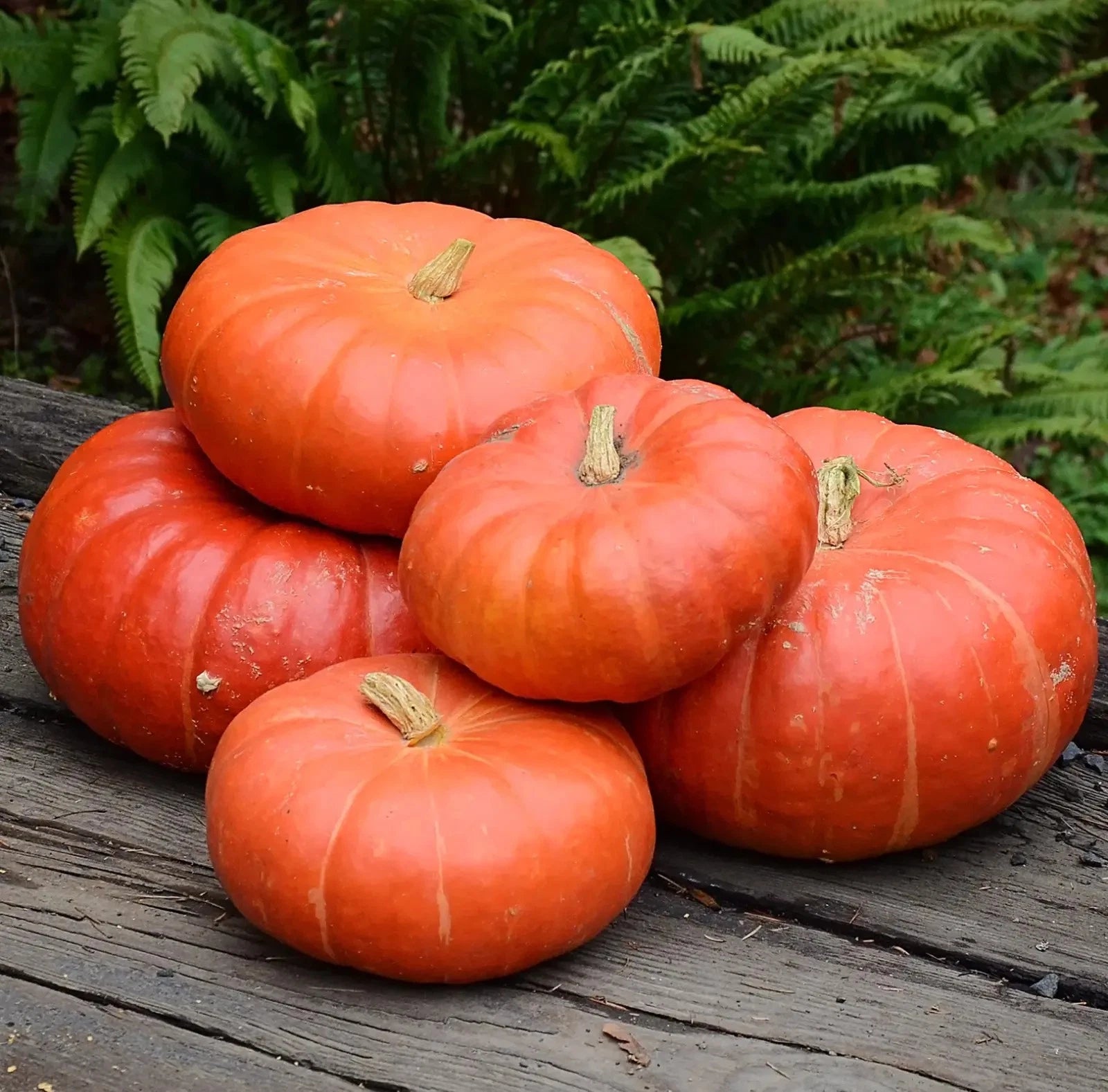 Cinderella Pumpkin Seeds - 10 Heirloom Organic Non-GMO Seeds - Fresh ...