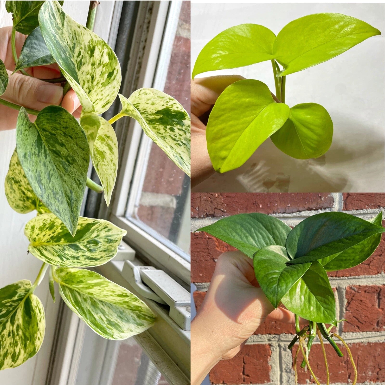 Pothos Cuttings Combo 6-Pack, Marble Queen, Lemon Neon, Jade Green ...