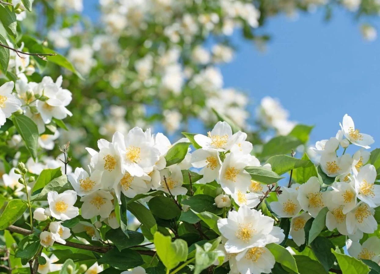 Mock Orange Live Plant - 8-12" Tall - Fragrant Flower - Philadelphus ...