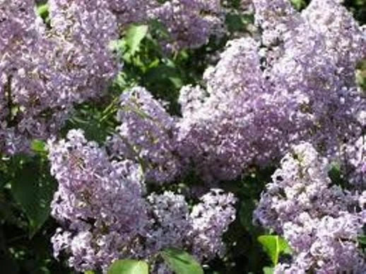 Lilac Bush Live Plant 16-24" Bare Root Old Fashion Purple Syringa Vulg ...