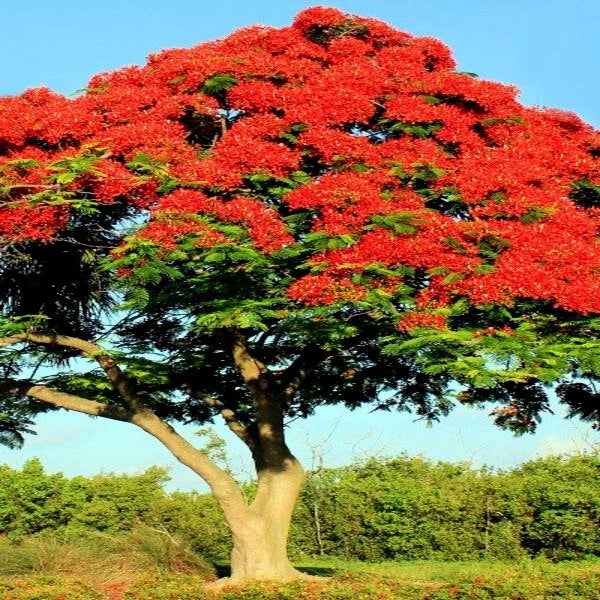 Royal Poinciana Seeds | Red Flame Tree | Delonix Regia | Tropical ...