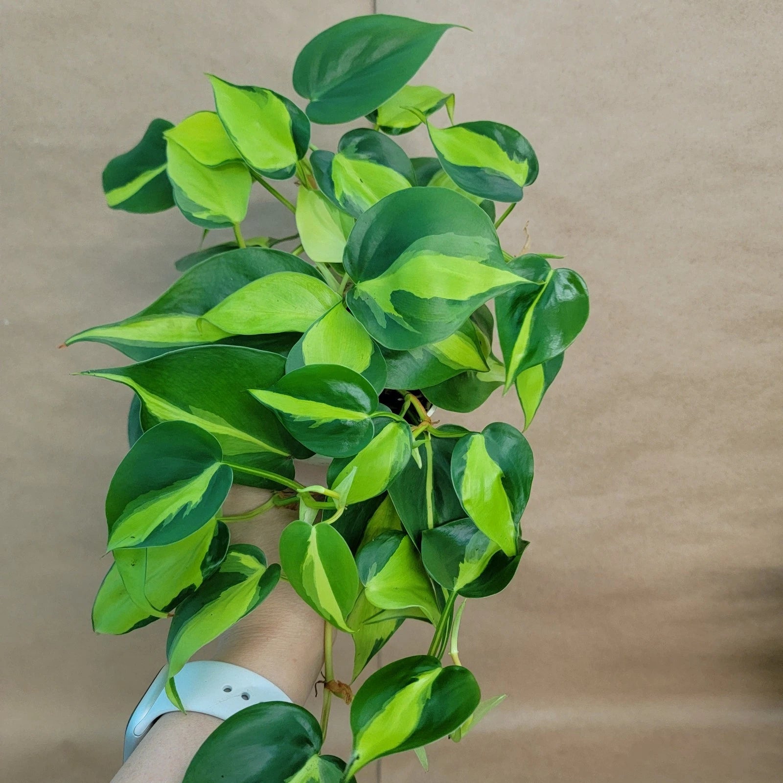 Philodendron Brasil Plant - 4" Pot Tropical Indoor Plant - Easy Care ...