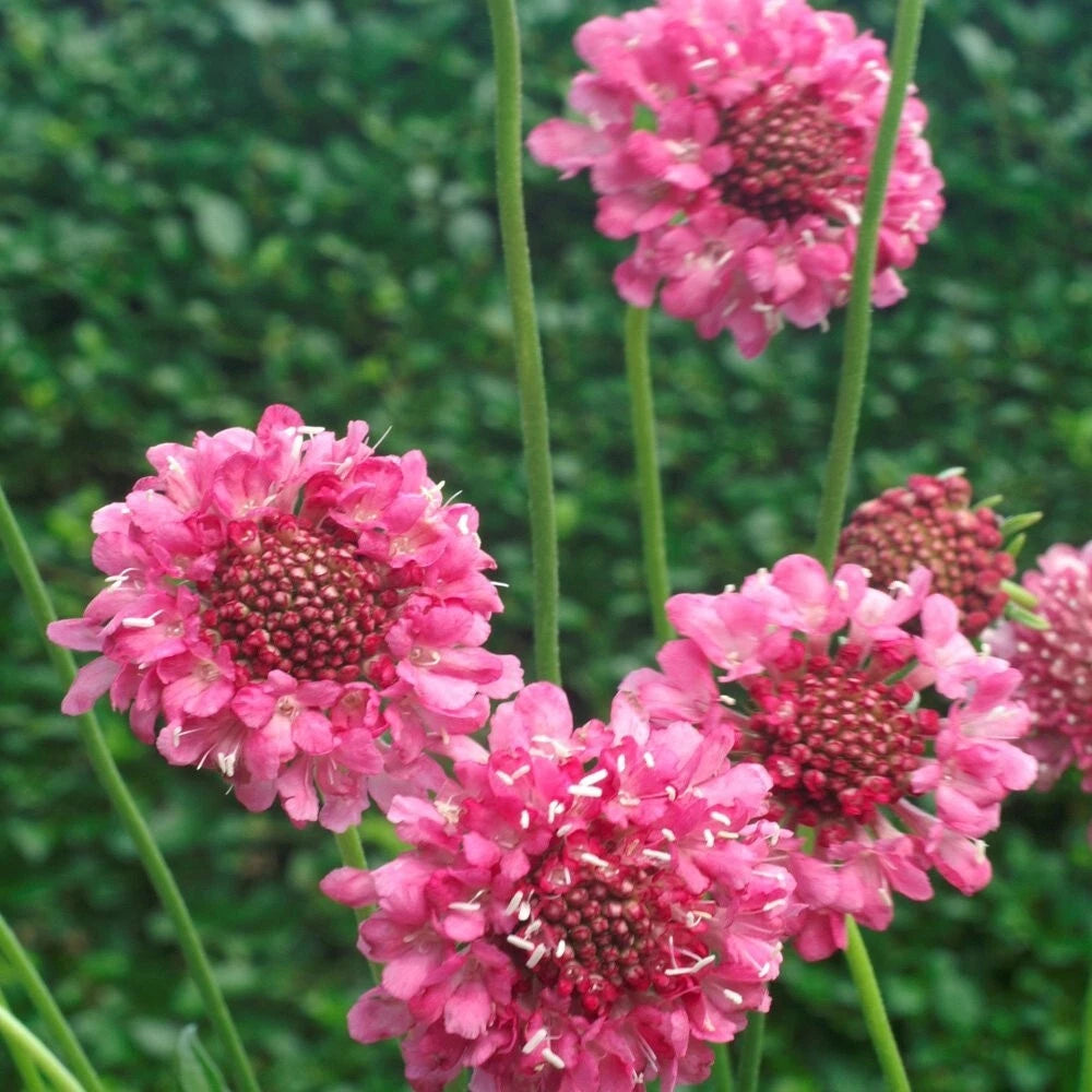 Pink Scabiosa Seeds, 100 Seeds, Scabiosa atropurpurea Rose, Cottage Ga ...