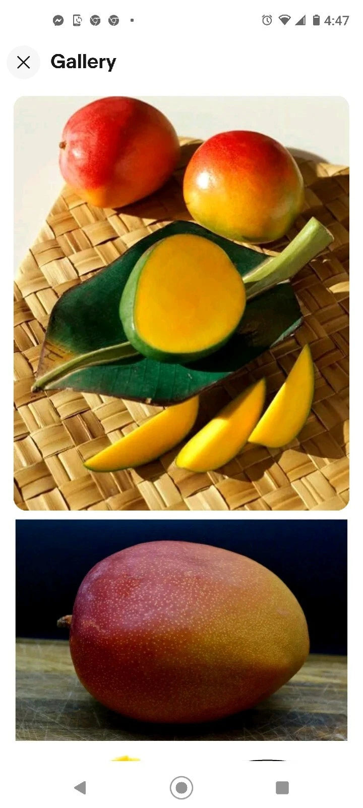 Kent Mango Seeds - 4 Fresh USA So Sweet Mangifera indica – Jayme Garden