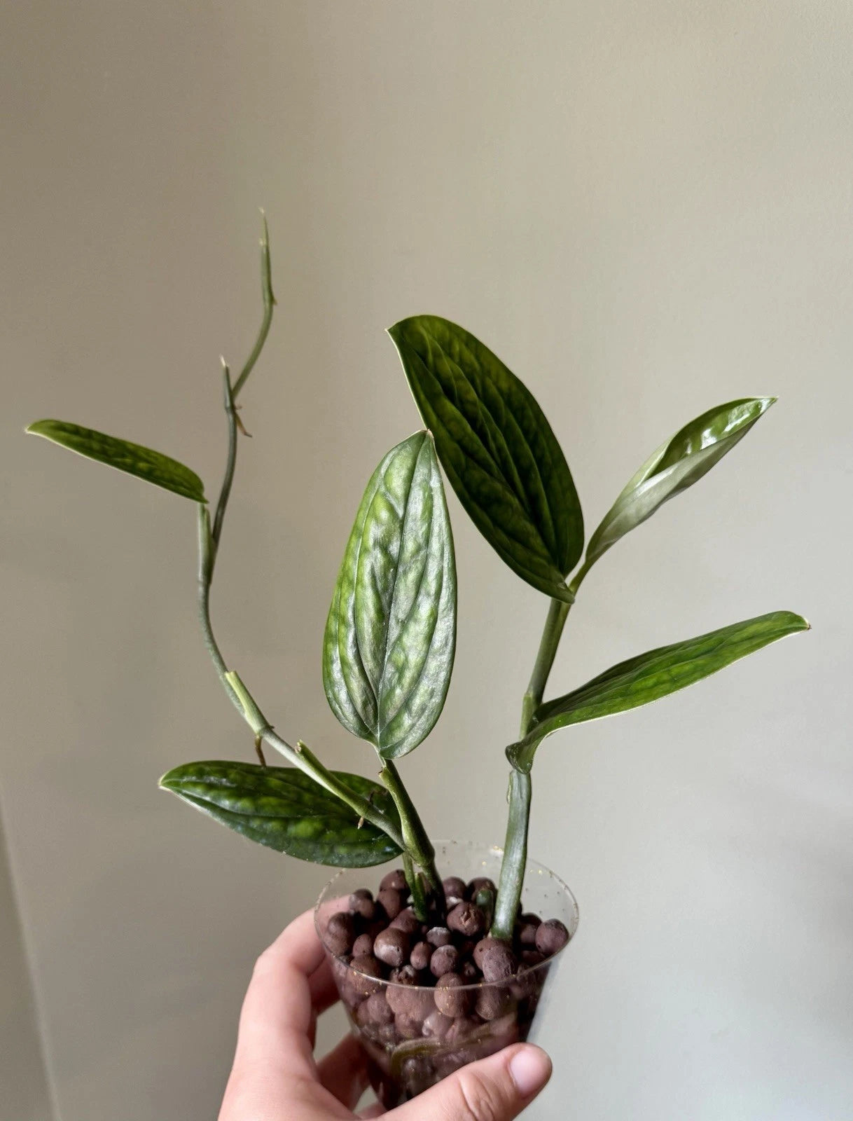 Monstera Peru Cuttings - Rooted Plant Cuttings - Monstera adansonii ...
