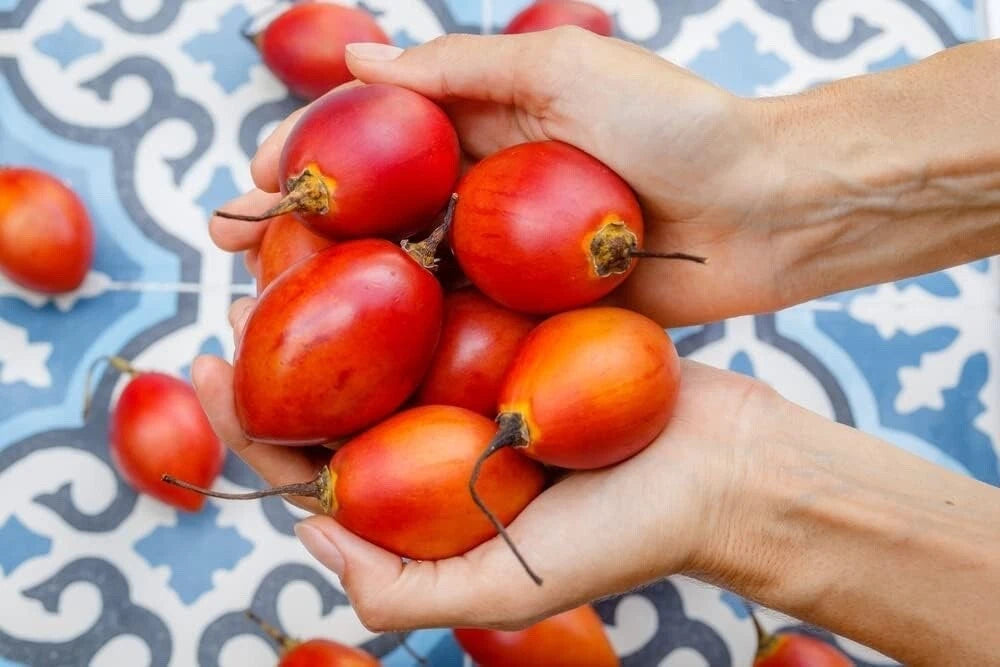 Tree Tomato Seeds - 10 Rare Tamarillo Seeds for Planting - Cyphomandra ...