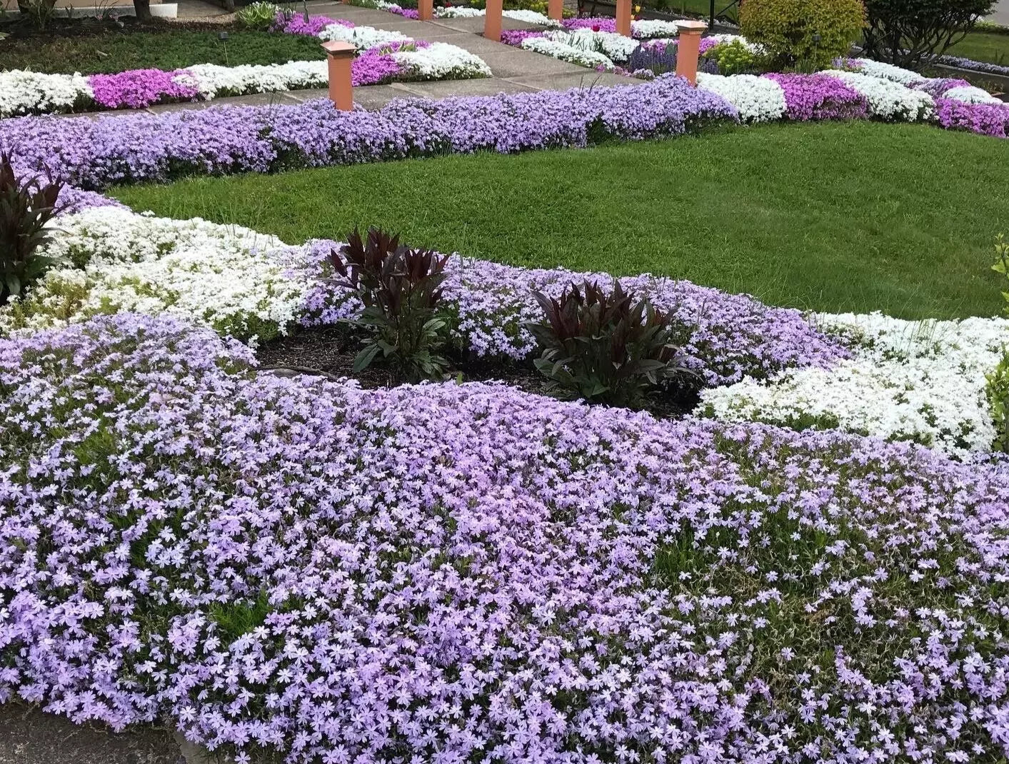 Creeping Phlox Ground Cover Plants Bundle - 40 Bare Root Lavender Deer ...