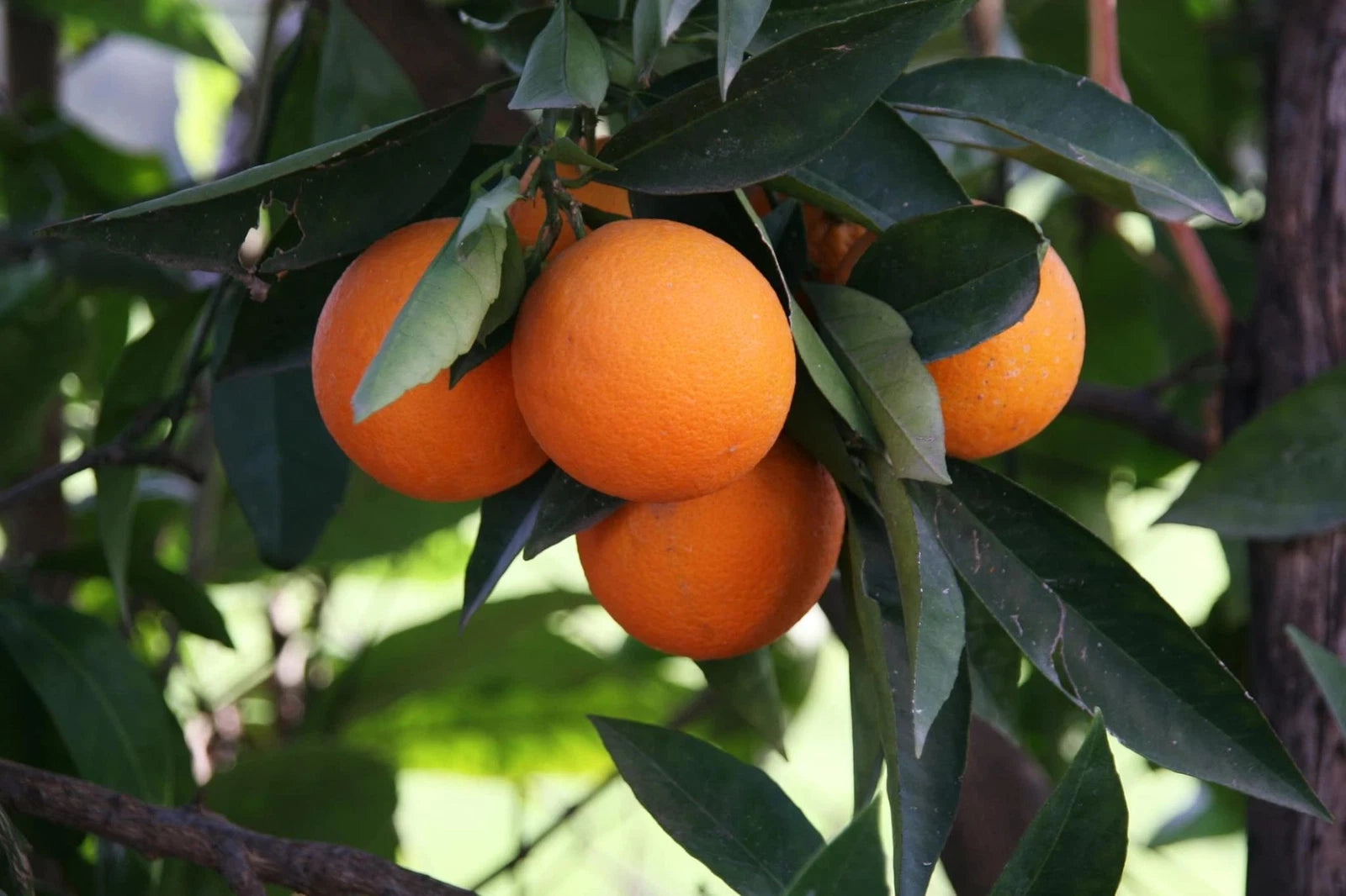 Hardy Orange Bonsai Tree Seeds - 10 Pack - Cold Tolerant Citrus - High ...