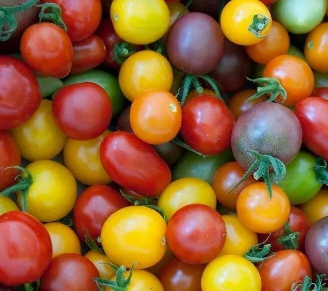 Rainbow Cherry Tomato Seeds Mix - 50+ Seeds - Heirloom Garden Variety ...