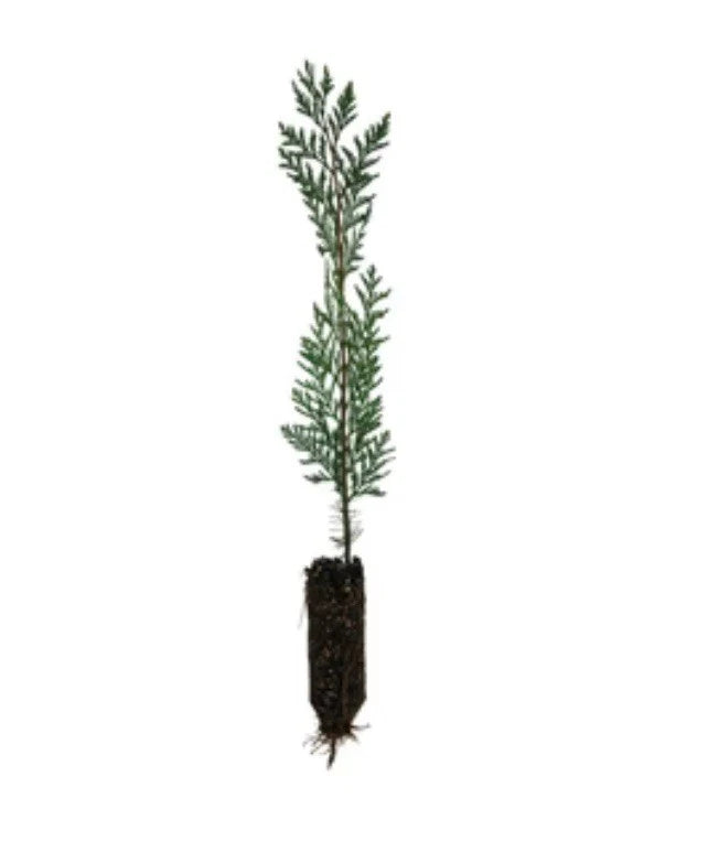 Eastern Red Cedar Seedlings 12-18” Bare Root Organic Trees (Juniperus ...