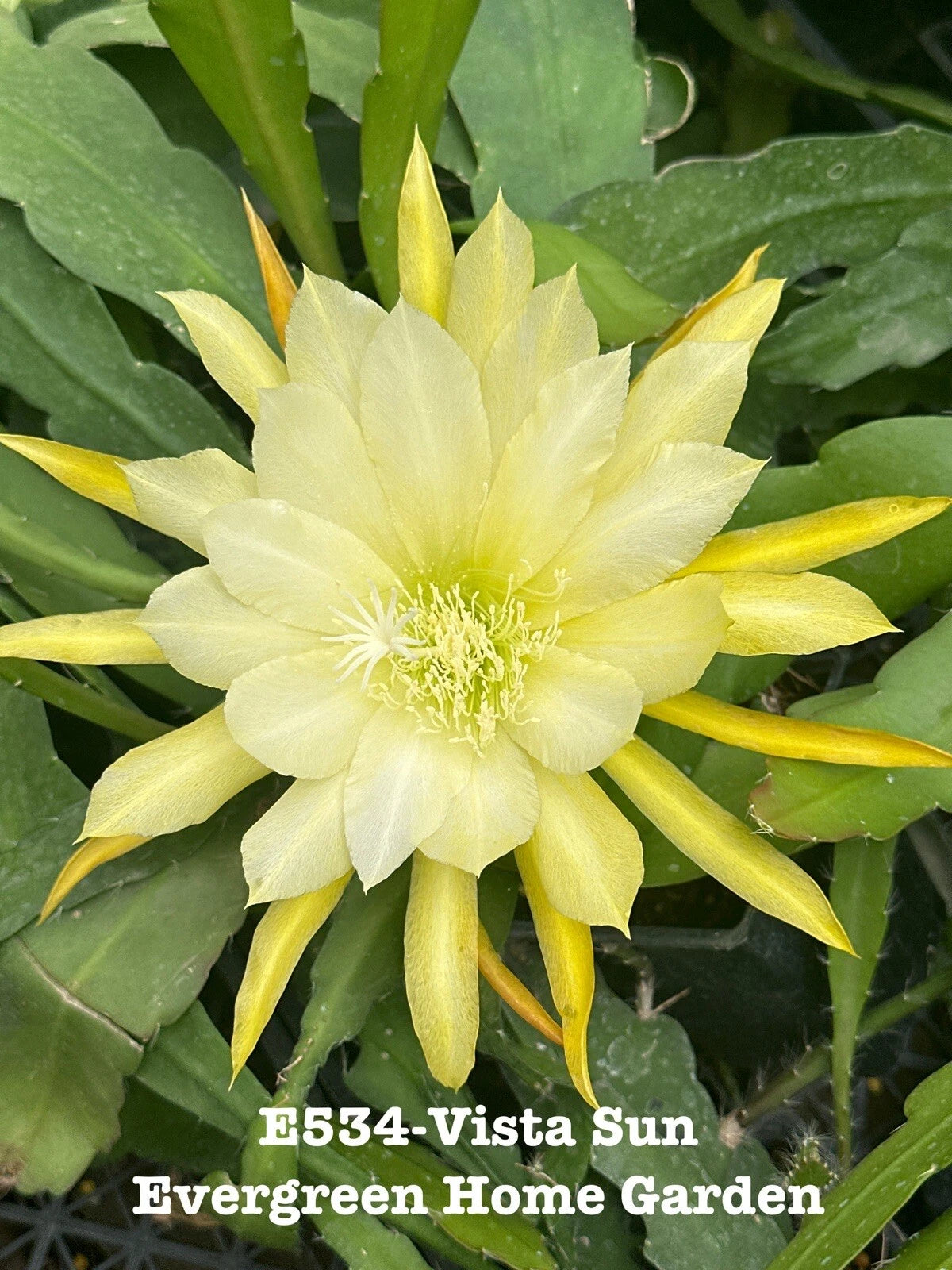 Rooted Epiphyllum Orchid Cactus Plant “Vista Sun” in 4” Starter Pot ...