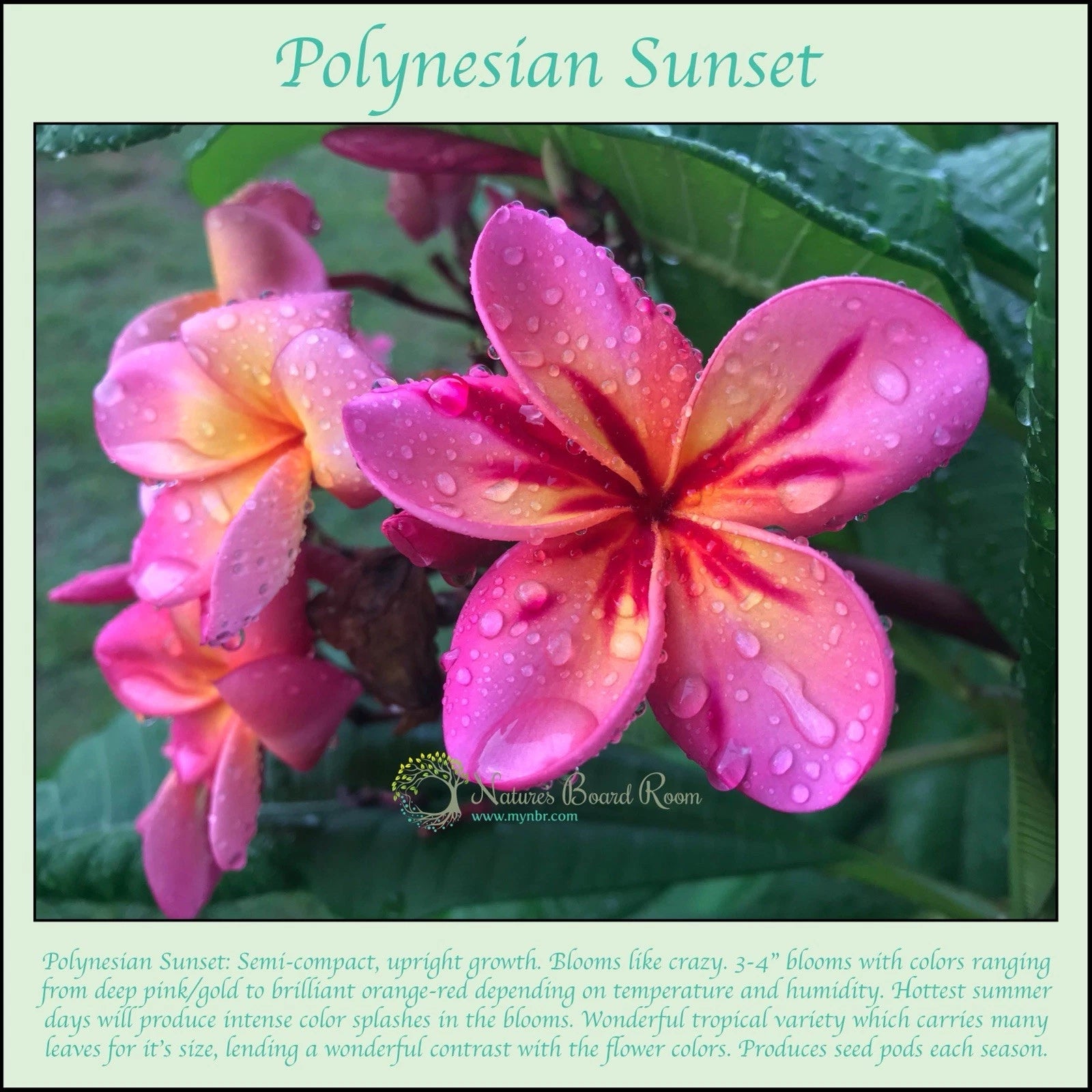 Polynesian Sunset Plumeria Plant Cutting - Rooted Fragrant Flowering ...