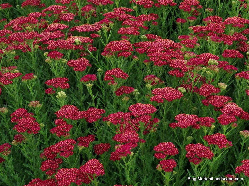 Yarrow Vintage Red Perennial Edible Starter Plant 6+ Inches - Achillea ...