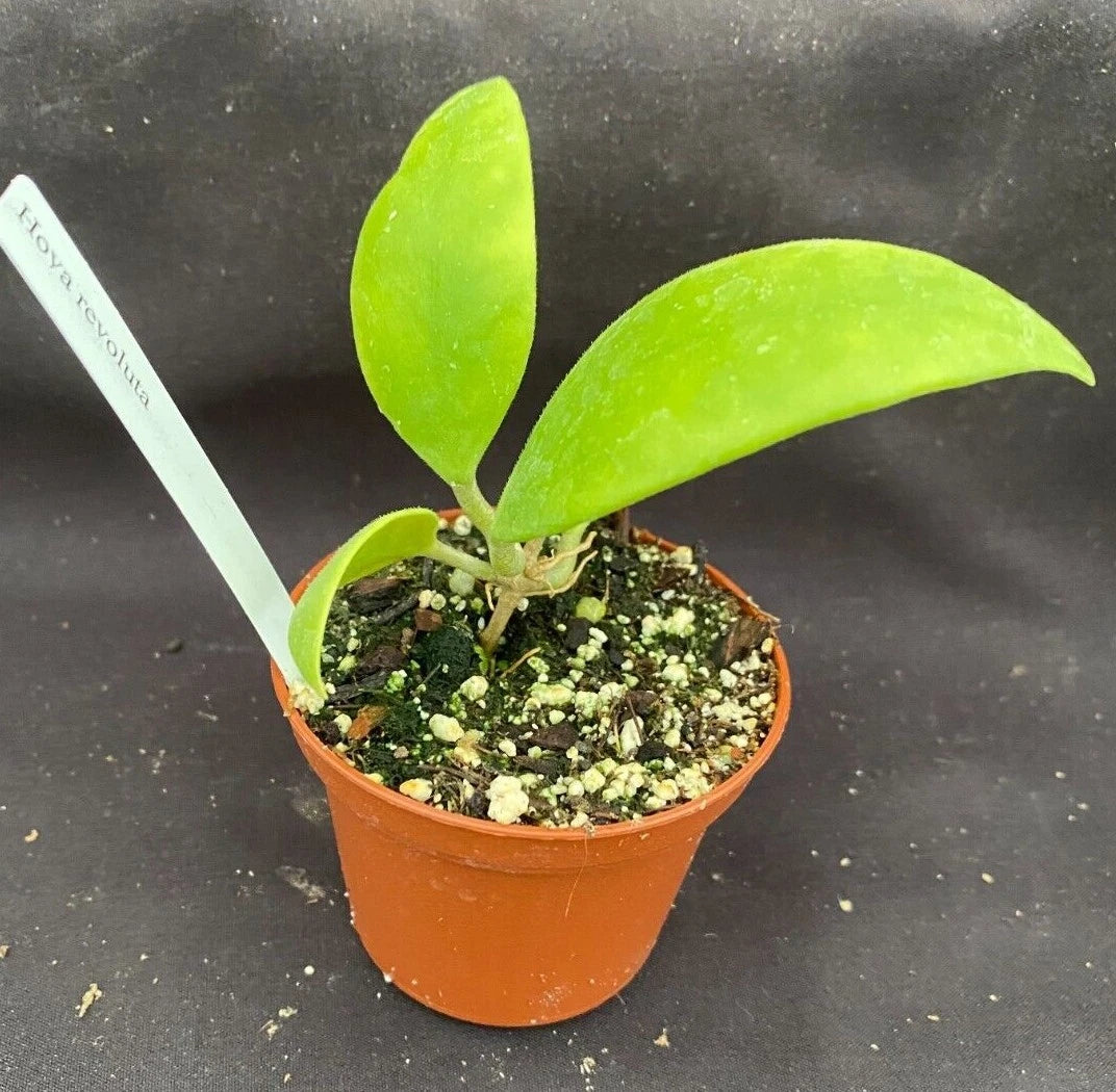 Rare Hoya Revoluta Rooted Plant 2.5" Pot – Jayme Garden
