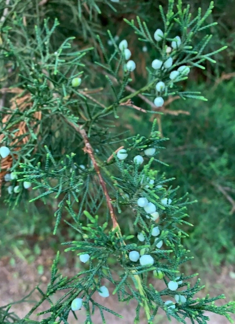 Red Eastern Cedar Cuttings - 10 Fresh Rooting Cuttings 6-8 Inches Long ...