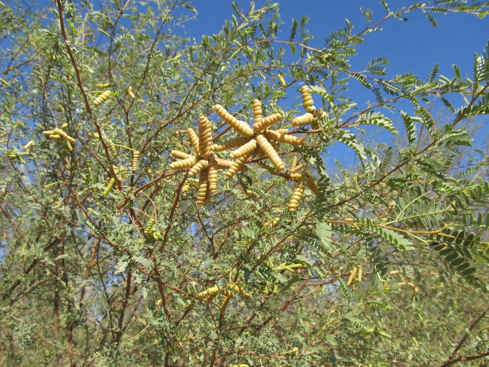 Screw Bean Mesquite Tree Seeds - 10 Seed Pods - Prosopis Pubescens ...