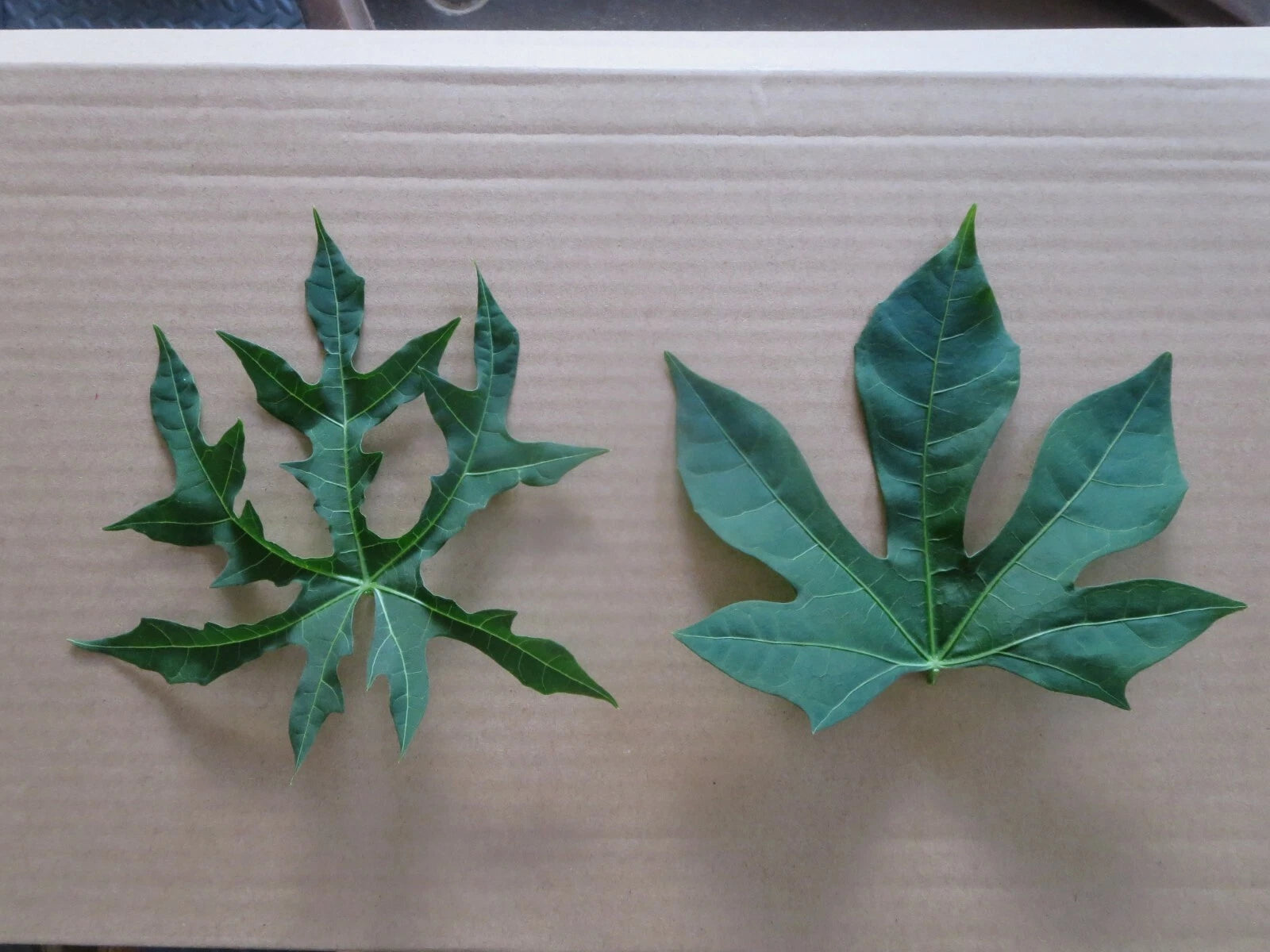 Chaya Maya Edible Tree Cuttings Set of 6 - Deeply Lobed & Maple Leaf ...