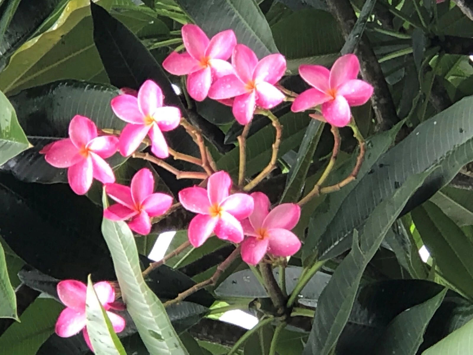 Plumeria Miami Rose Plant - Large Pink Flowers, Fragrant, 6"-10 ...