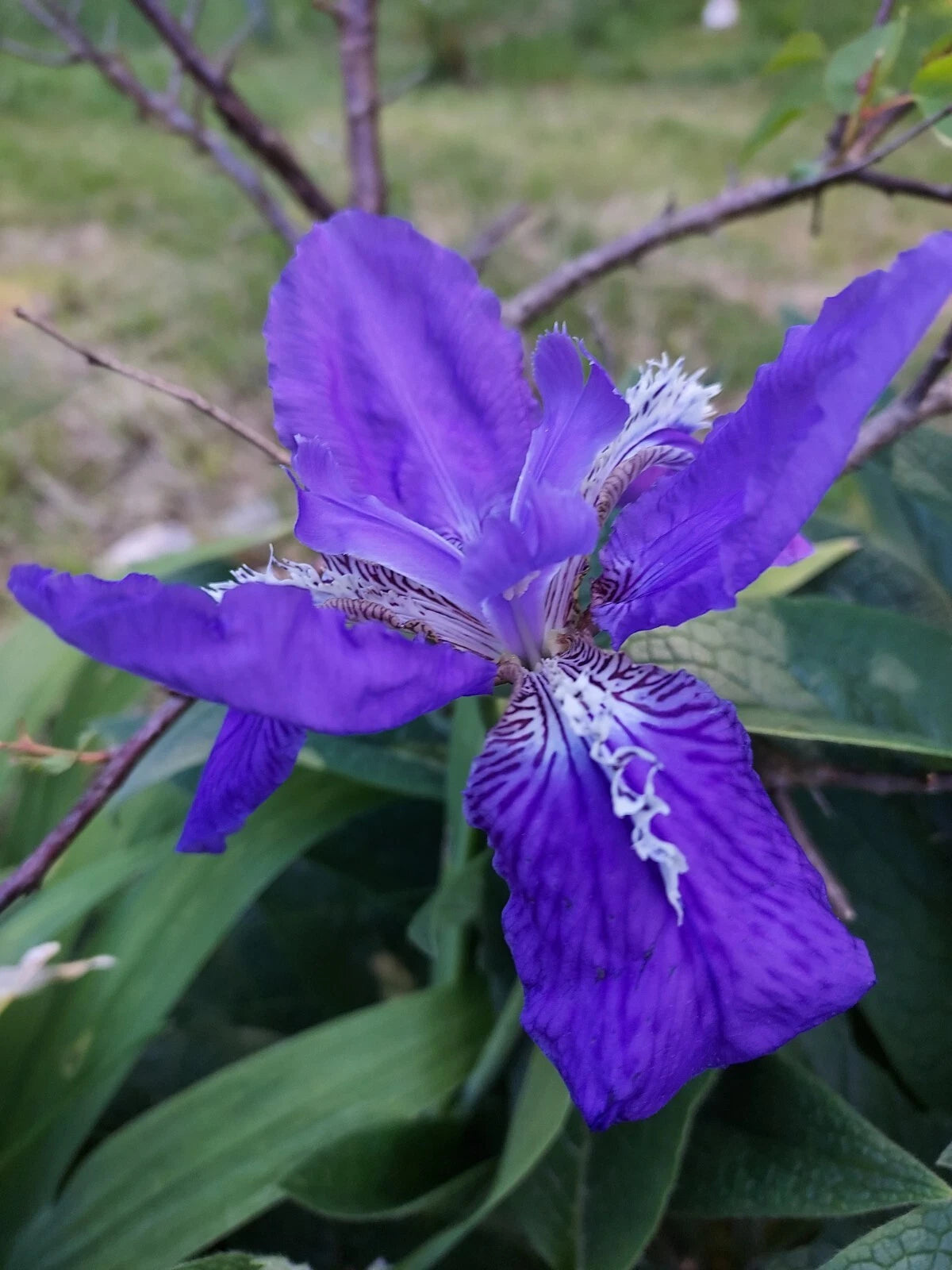 Dwarf Iris Seeds - 12" Blue/Purple Foliage - Iris reticulata - 5 Pack ...