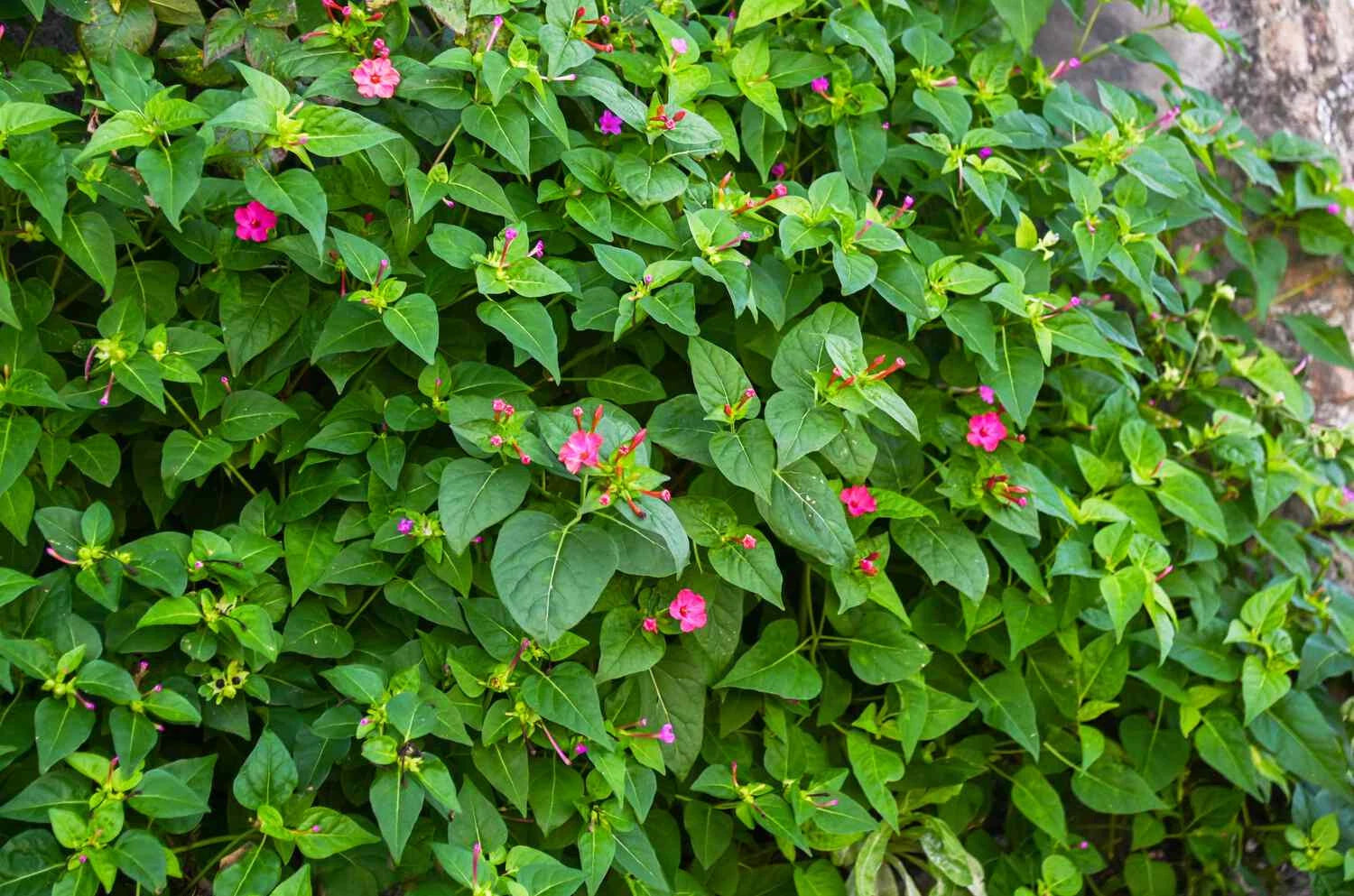 Four O'Clock Flower Live Plant 4+ Inches Bare Root Mirabilis jalapa ...