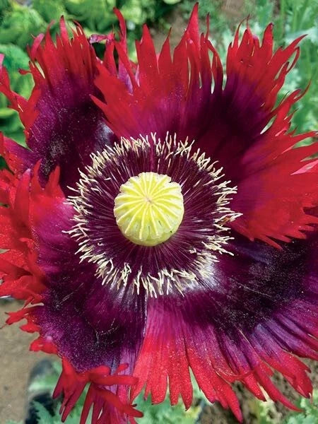 Organic Breadseed Poppy Seeds - Jimi's Flag Purple & Red - 500 Seeds ...