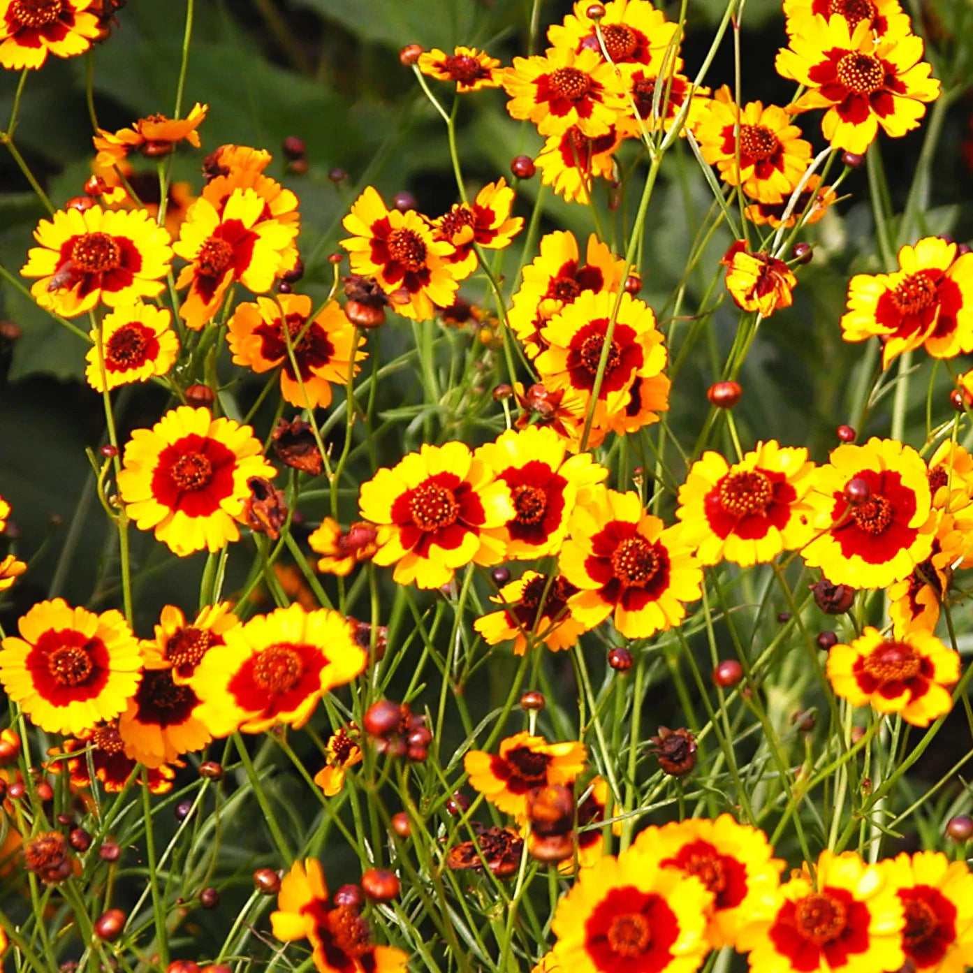 Plains Coreopsis Seeds - Calliopsis Tinctoria - 2025 Planting ...