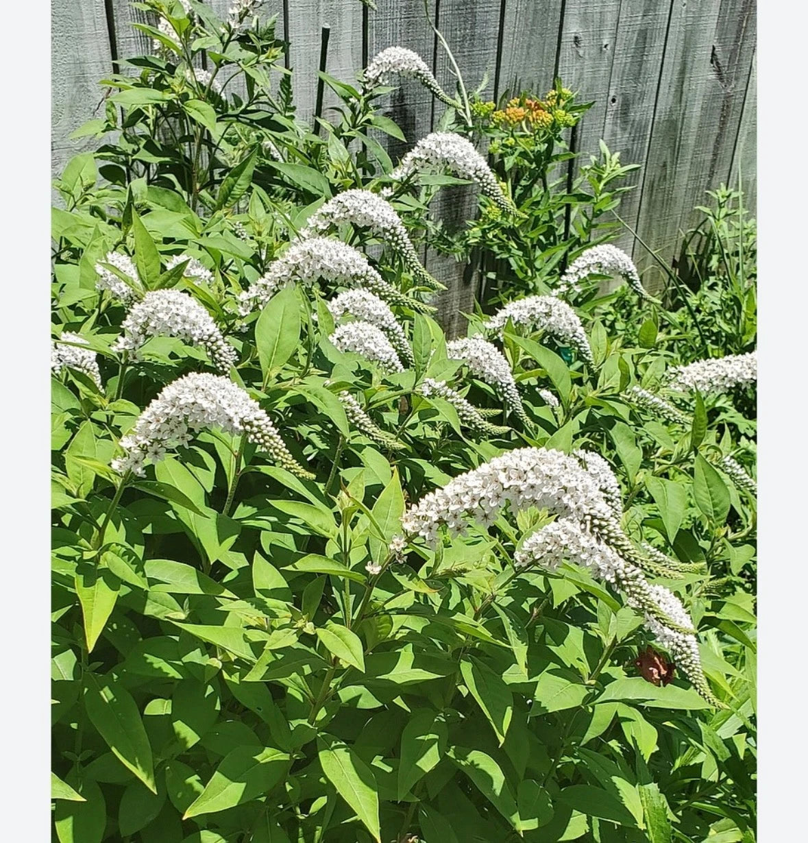 Gooseneck Loosestrife Perennial Plants - 10 Bare Root Plants ...