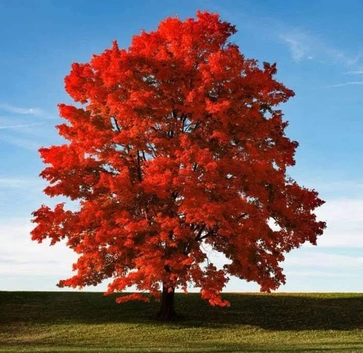 Red Maple Seeds for Planting Outdoors - Heirloom Acer rubrum Tree Seed ...
