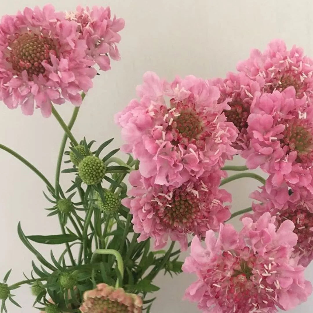 Pink Scabiosa Pincushion Flower Seeds - 50 Fresh Seeds for 2025 - Scab ...