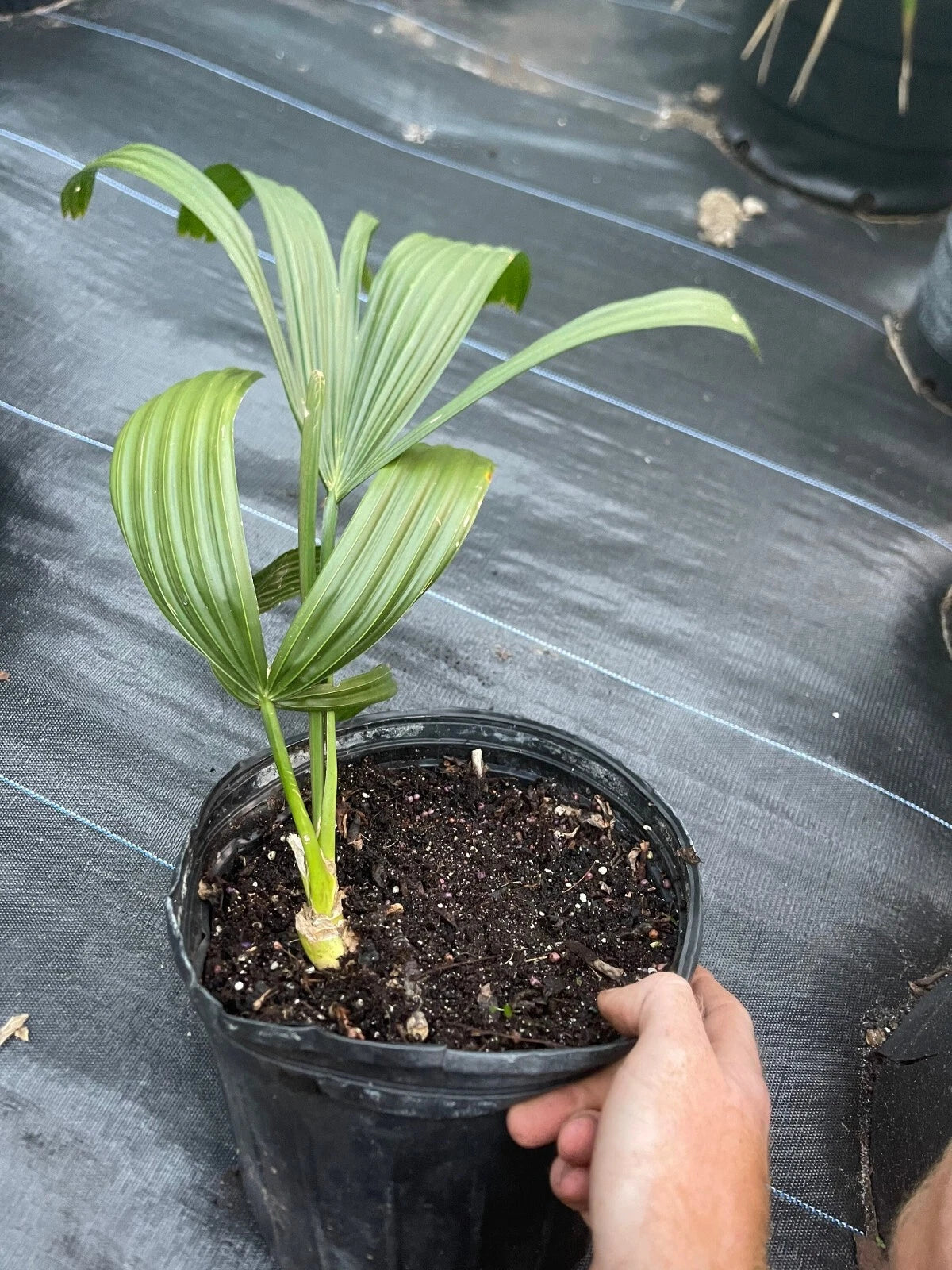 Corypha Umbraculifera Talipot Palm - 3 Gallon Pot - Rare Fully Rooted ...