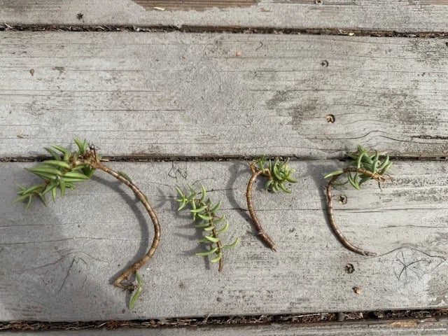 Pine Tree Succulent Cuttings - 4-Pack Cactus Cuttings - Ideal for ...